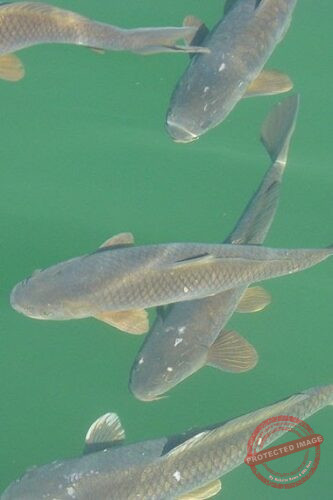 Easy to Make Carp and Catfish Baits - Ask the Fisherman